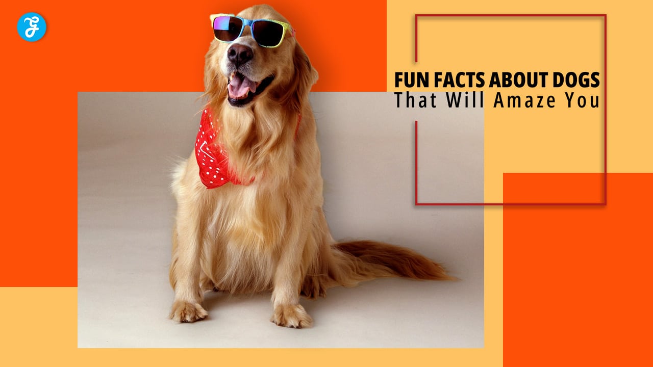 50 Fun Facts About Dogs That Will Amaze You